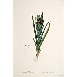 Ferraria Undulata. Ferraria Ondulee.,REDOUTE, Pierre Joseph. ,1802-16