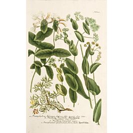Pentaphyllon Africanum fruticans foliis incanis flore luteo.,WEINMANN ...